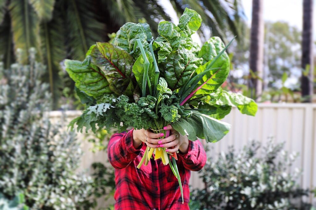 18 Lettuce Substitutes to eat all year round - Sustainable Holly