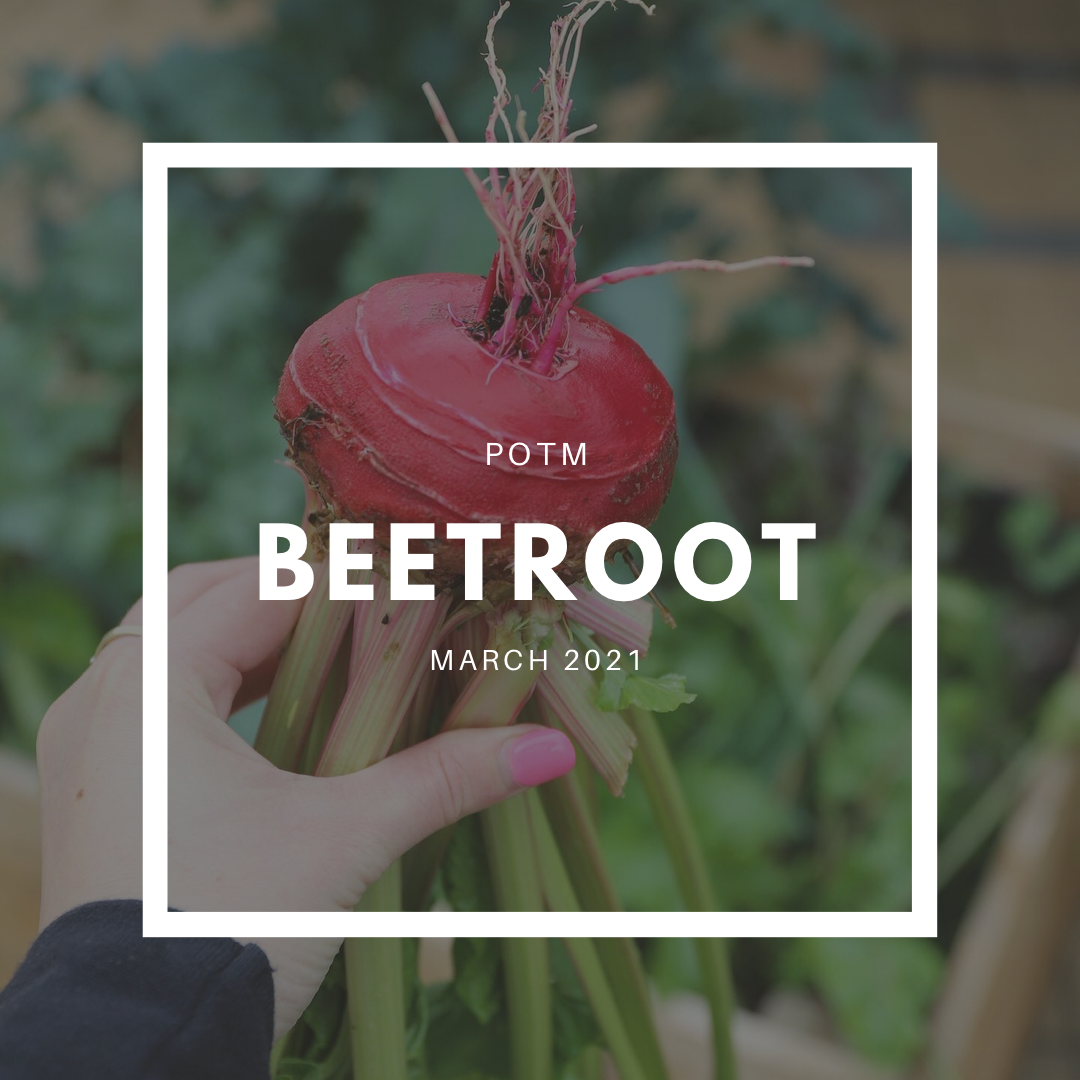 Beetroot - Sustainable Holly