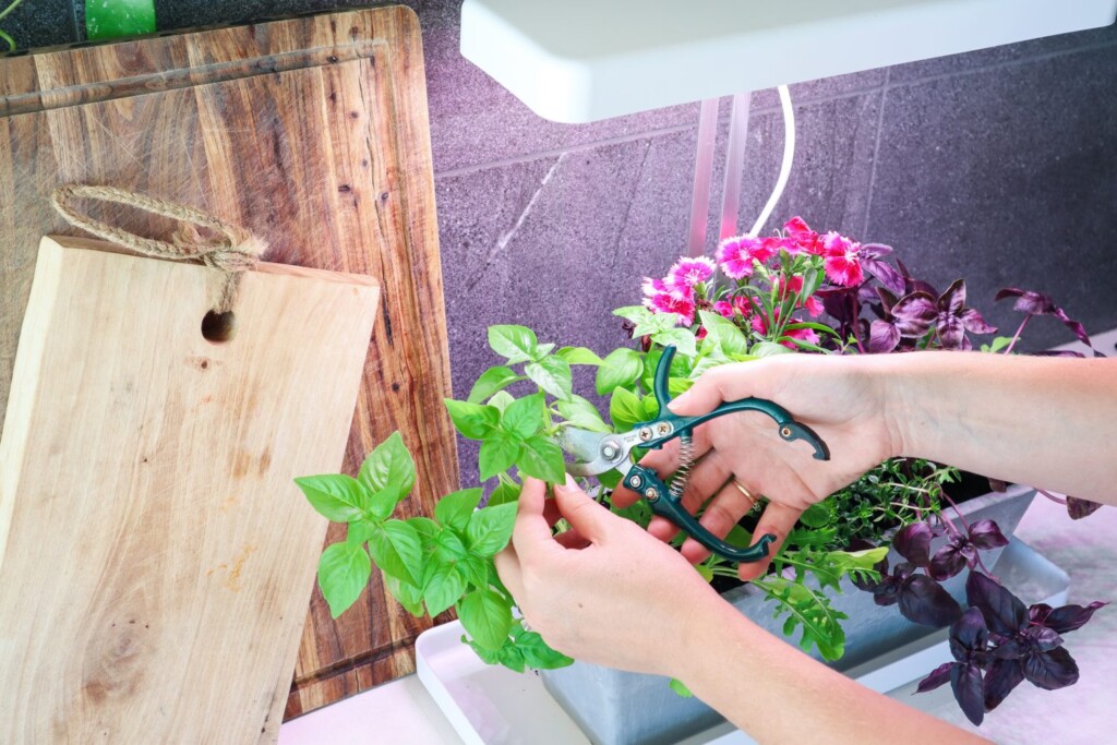 10 tips to Produce more Food from your Edible Home Garden - Sustainable ...