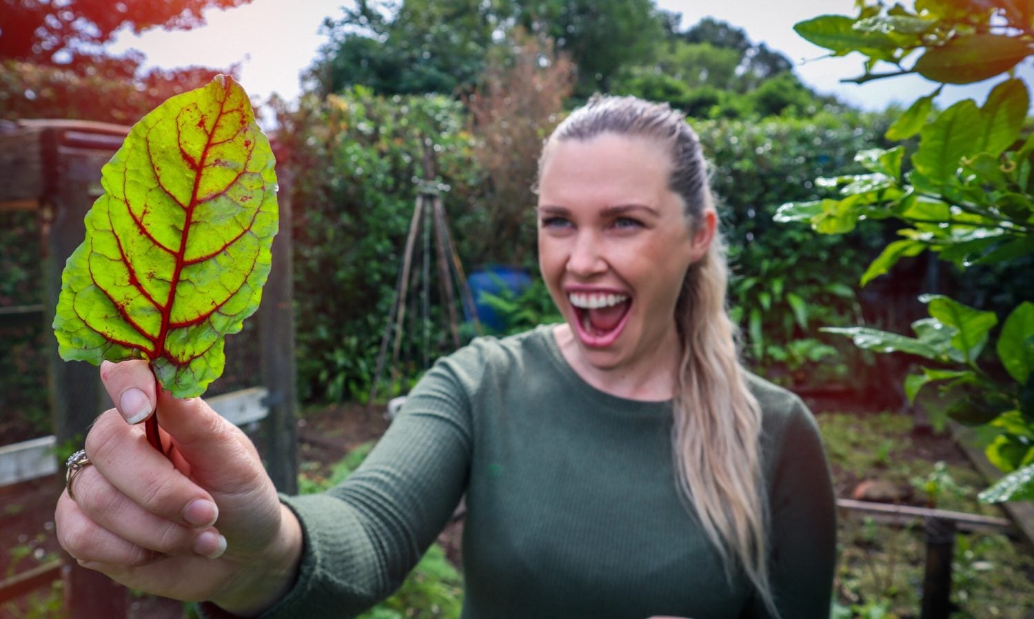 18 Lettuce Substitutes to eat all year round - Sustainable Holly