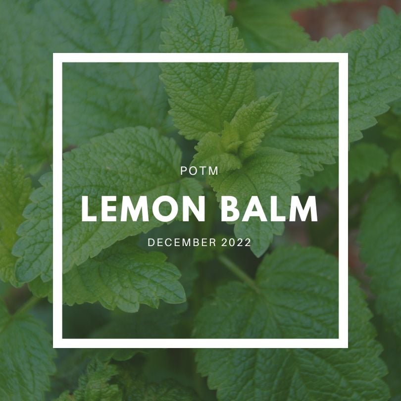 Lemon Balm - Plant of the Month - Grow Guide