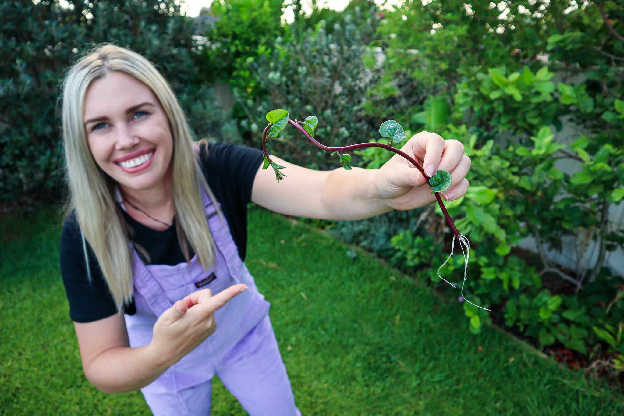 10 Perennial Edible Climbing Vines for productive gardens