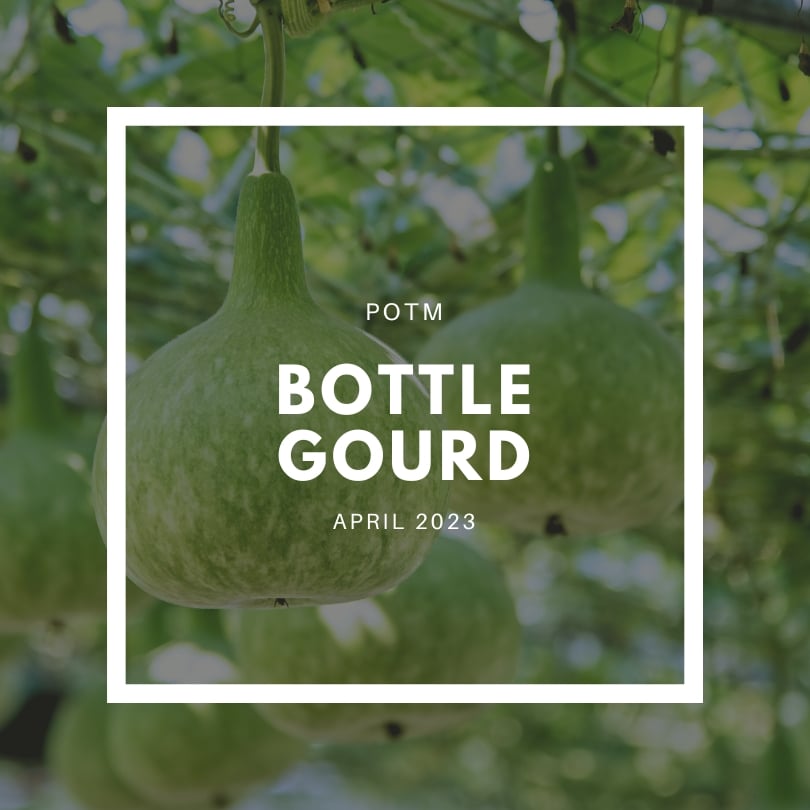 How to Grow Bottle Gourd – The Ultimate Garden-to-Plate Guide