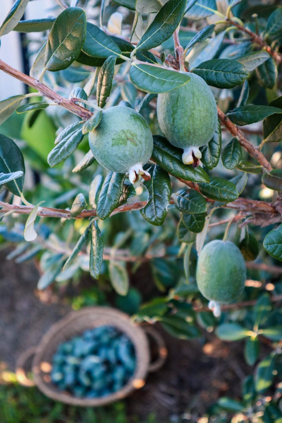 feijoa Archives - Sustainable Holly