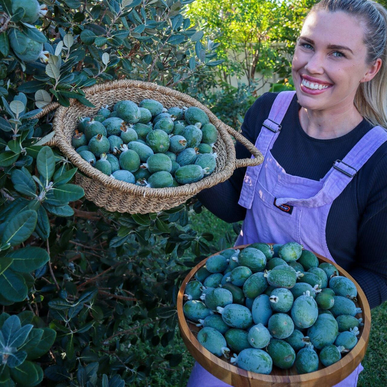 Feijoa - Pineapple Guava