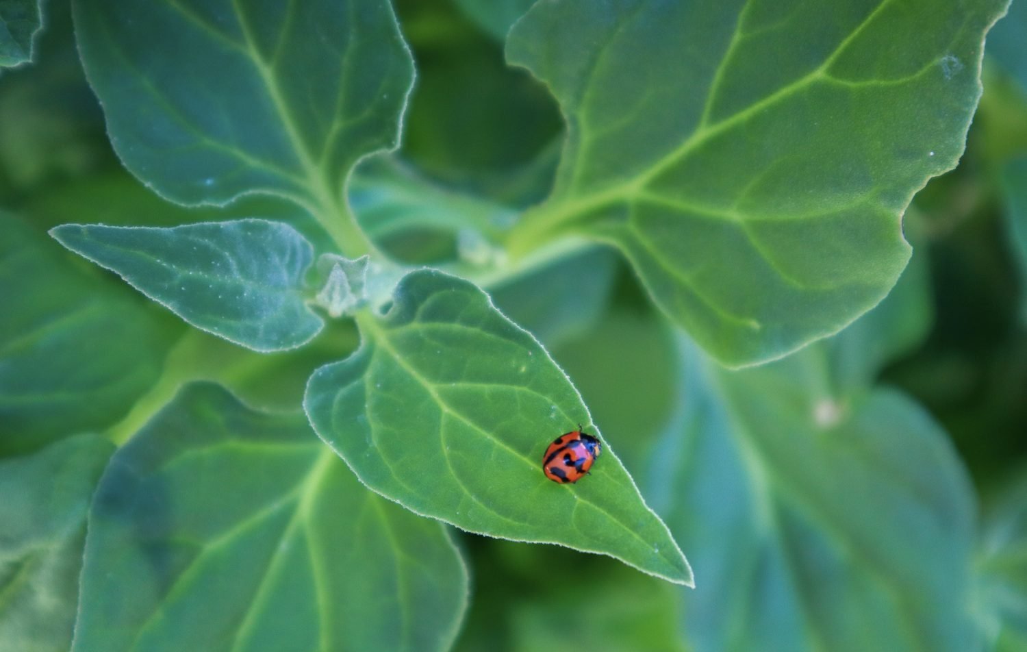 How to Attract Ladybugs to Your Garden Naturally - Sustainable Holly