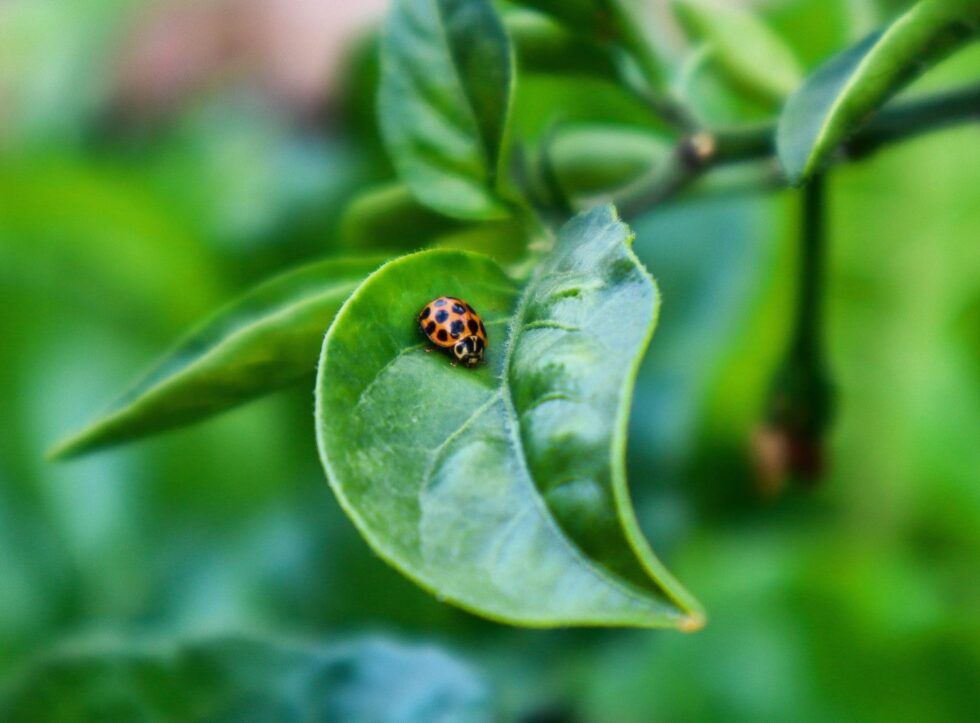 How to Attract Ladybugs to Your Garden Naturally - Sustainable Holly